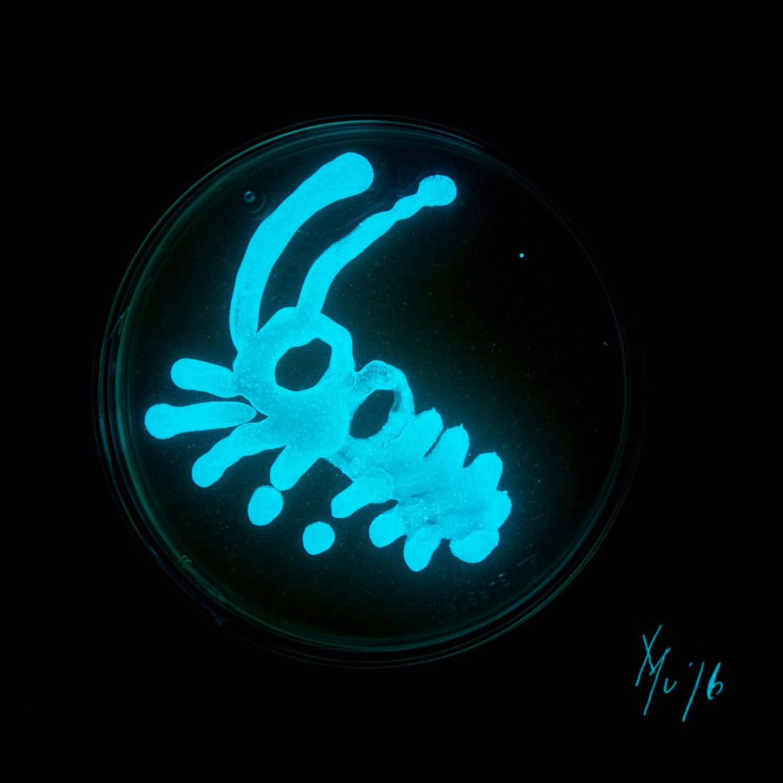 Dessiner dans une boîte de Pétri – Mu Blondeau